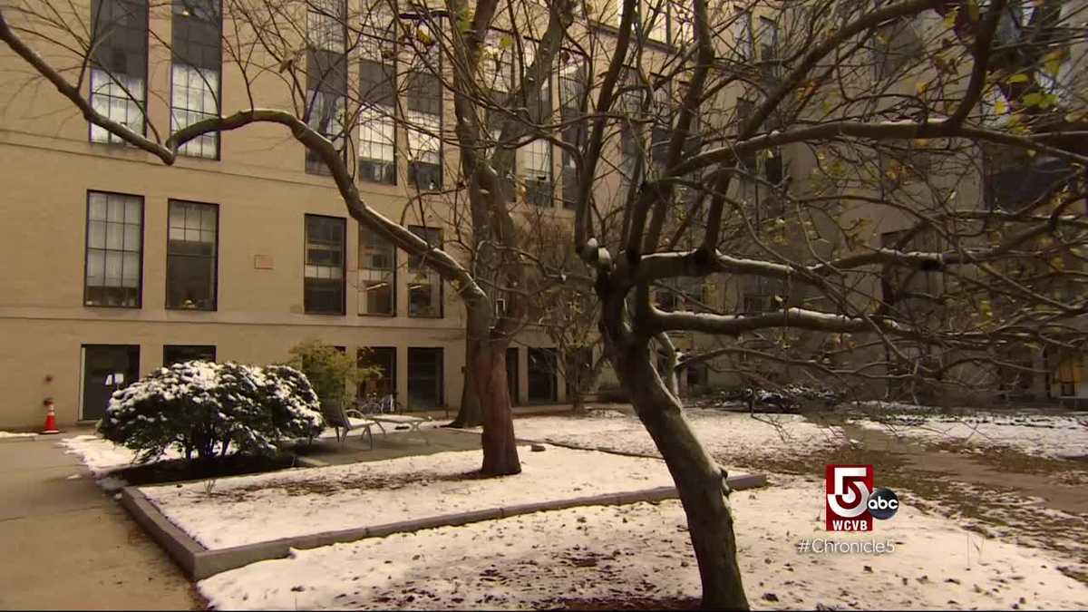 A portion of the tree where Sir Isaac Newton discovered gravity is on ...