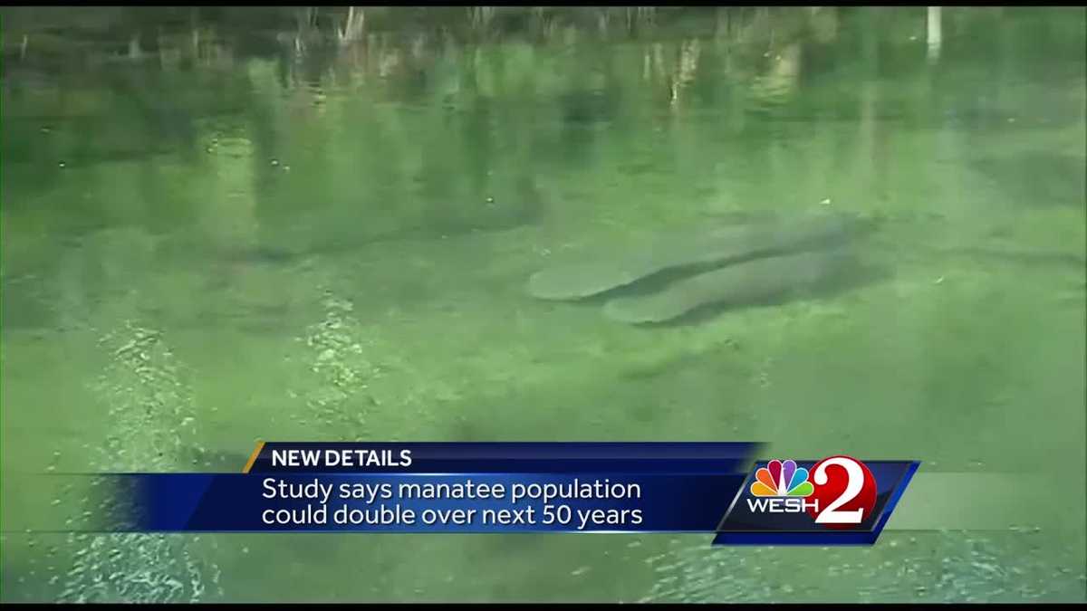 Study says manatee population could double over next 50 years