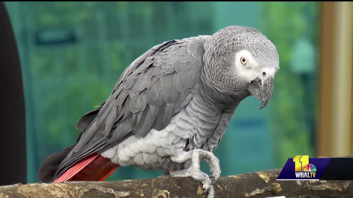 Maryland Zoo shows off Echo, their African grey parrot