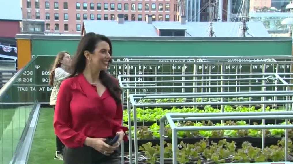 Boston Children's Museum garden to open this weekend