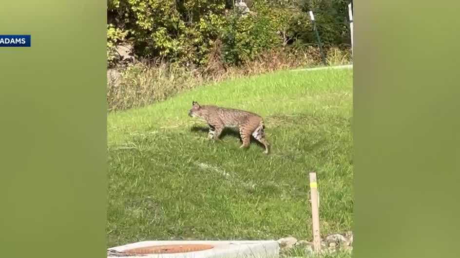 VIDEO: West Des Moines man captures video of bobcat family playing in yard