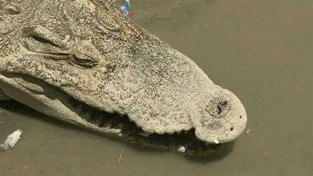 Crocodile Security Guards