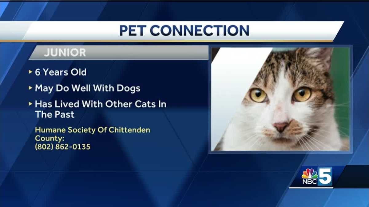 Pet Connection: 9-6