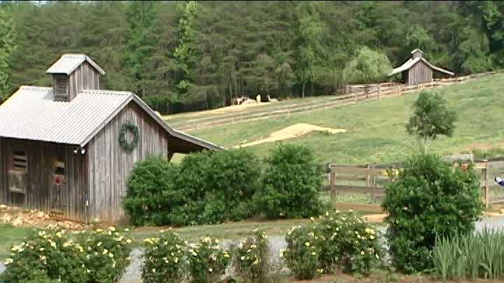 Lanie, Chris go llama hiking!