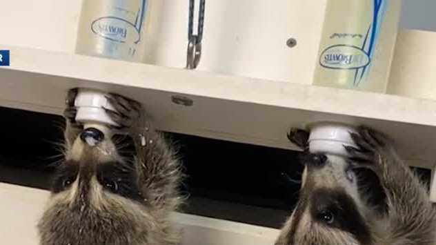 Rescue raccoons at NH wildlife center graduate to self-feeding bottle ...