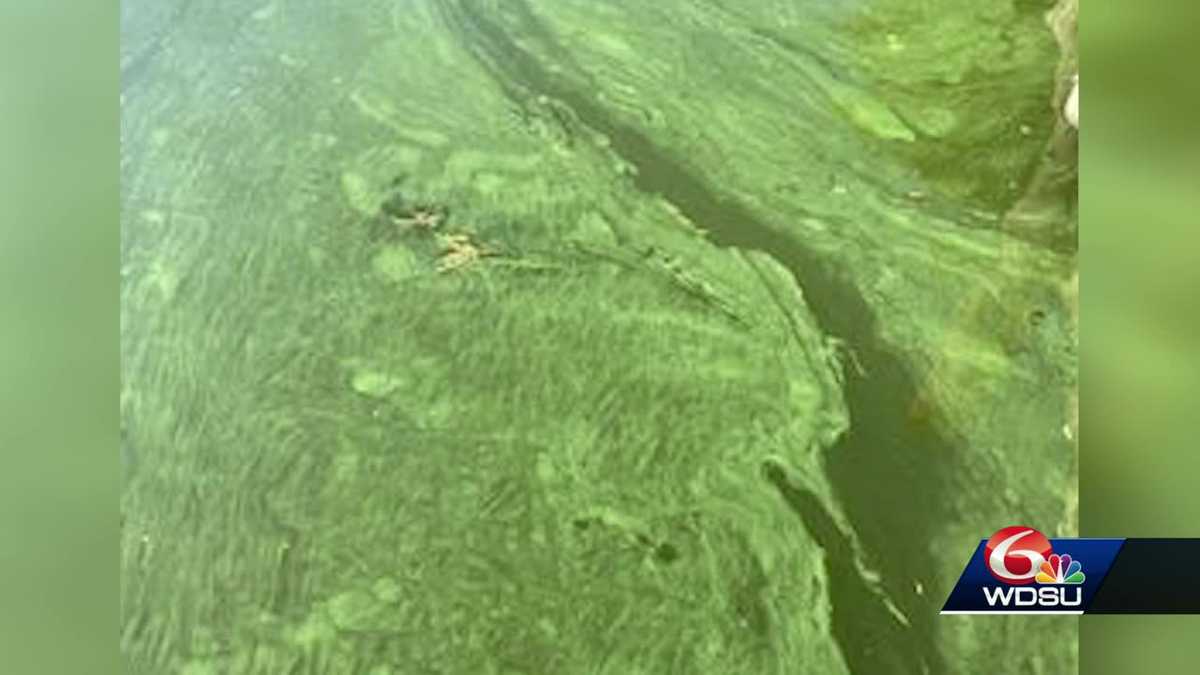 Louisiana lakes algae blooms