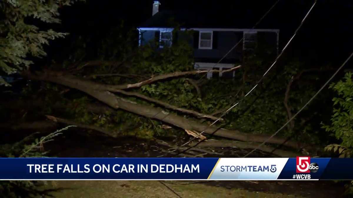 Tree falls on car in Dedham