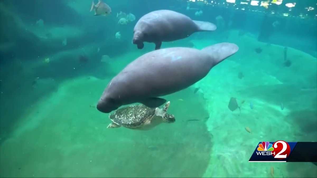 Brevard commissioner proposes culling manatees to curb starvation
