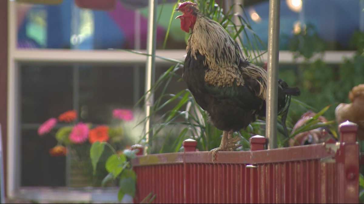 Plan to ban roosters in Sacramento County ruffles resident's feathers