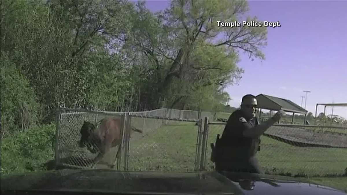 Video: Tables turn on police officer chasing cow