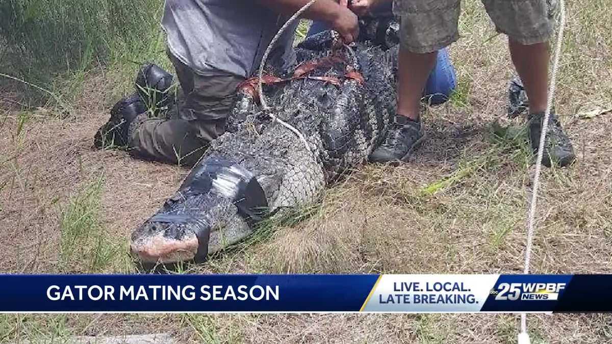 Gator mating season, heavy rains lead to increased sightings