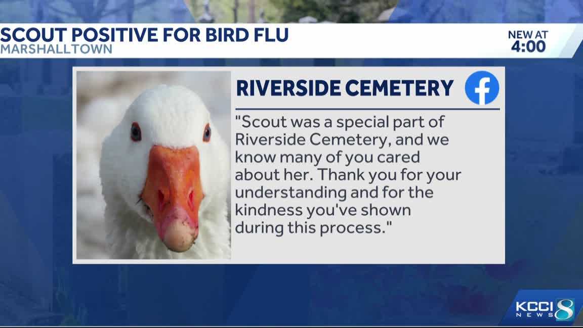 Marshalltown cemetery mourns loss of beloved goose to bird flu