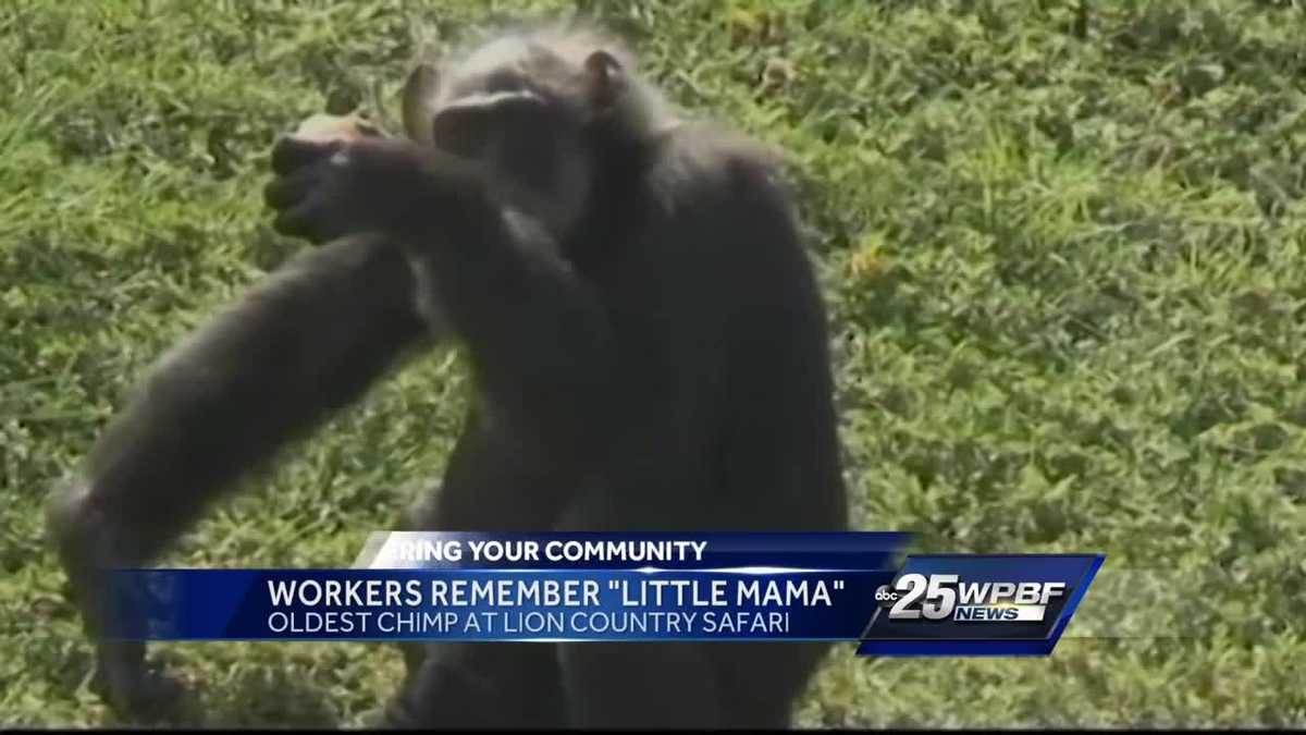 Workers remember "Little Mama" the chimp