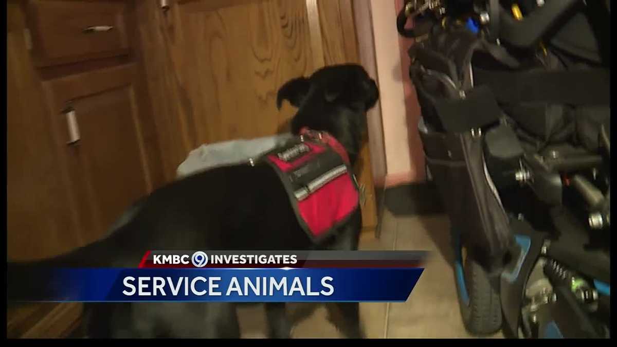 Massive increase in fake service animals prompting crackdown