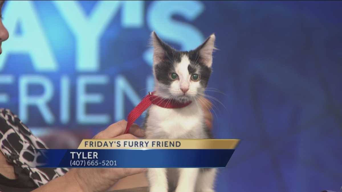 Furry Friend: Kitten named Tyler available for adoption