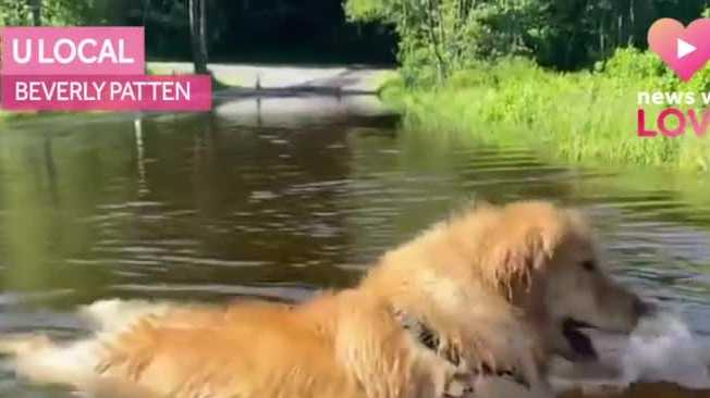 Dog delighted to play in giant puddle from recent heavy rain