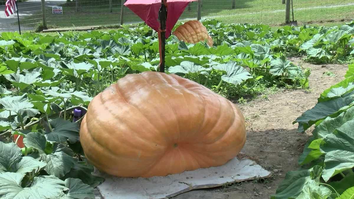 A family celebrates growing a 1,000 pound pumpkin on 1st try