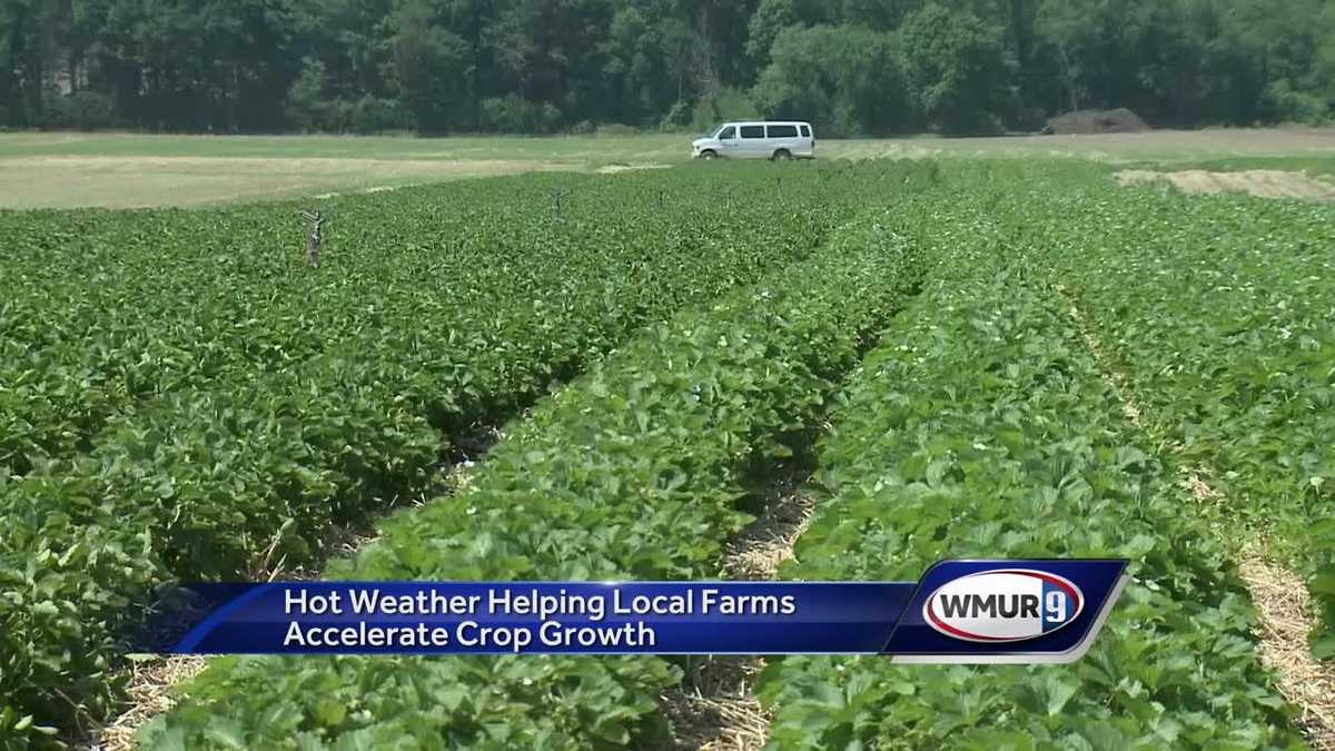 Crops thriving after drought ends