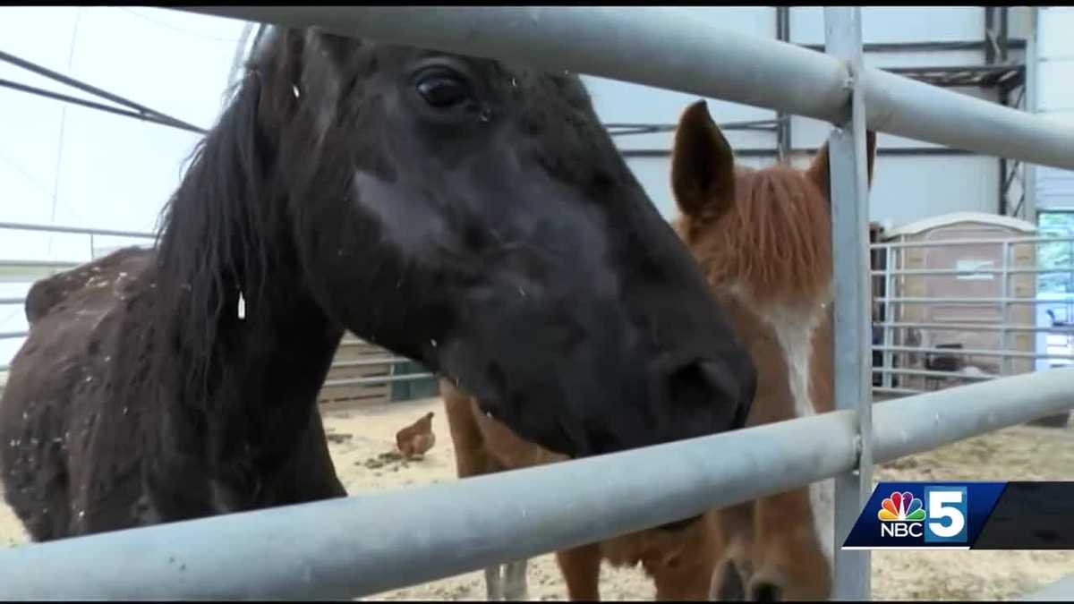 Woman cited for animal cruelty over dead, starving horses