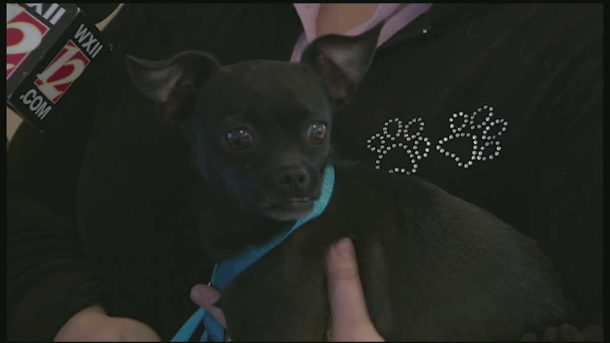 WXII 12 News pet of the week Gracie