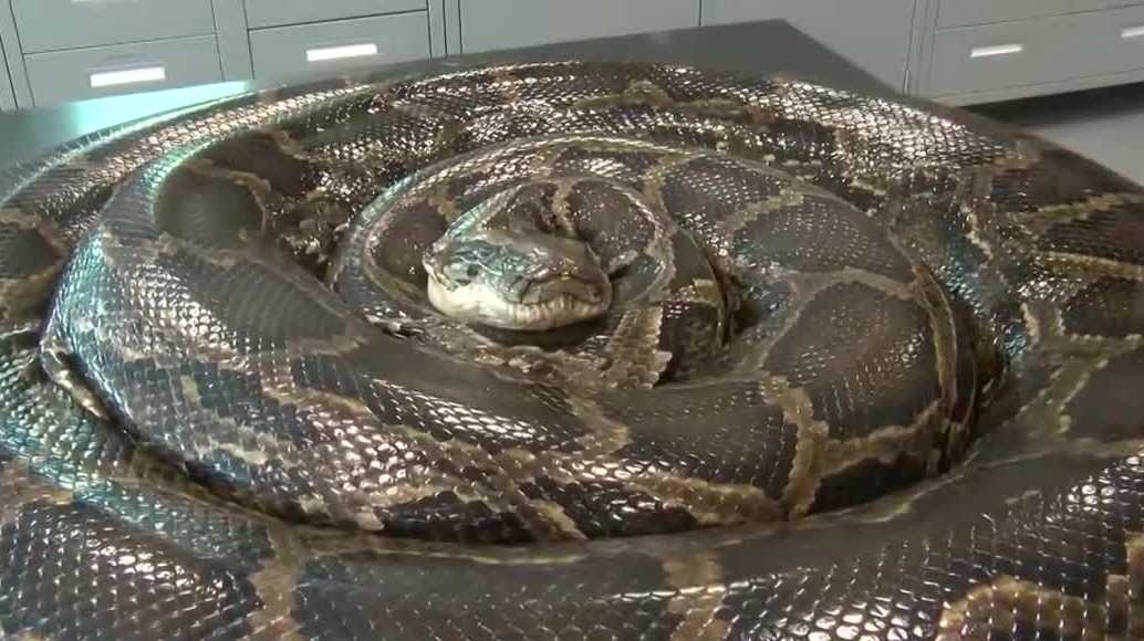 Conservancy of Southwest Florida hits 20-ton milestone in Burmese ...