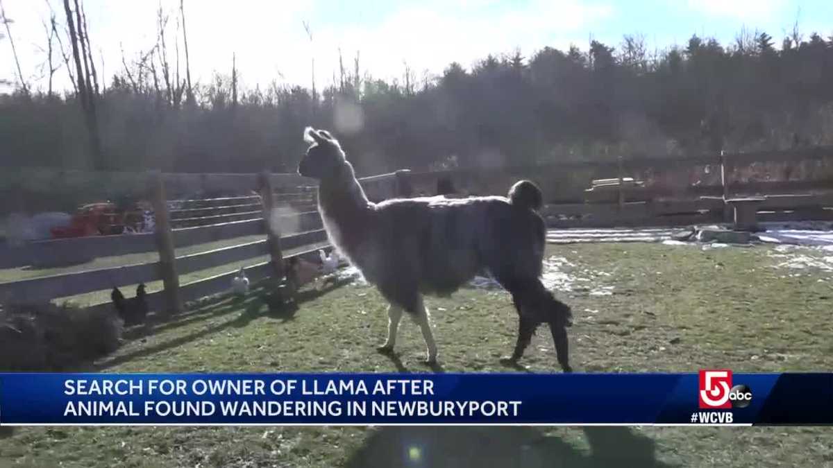 Llama on the llam: Where'd this fella come from?