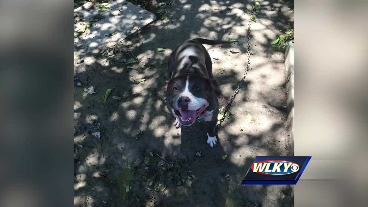Man charged with animal cruelty for shooting dog Man charged with animal cruelty for shooting dog