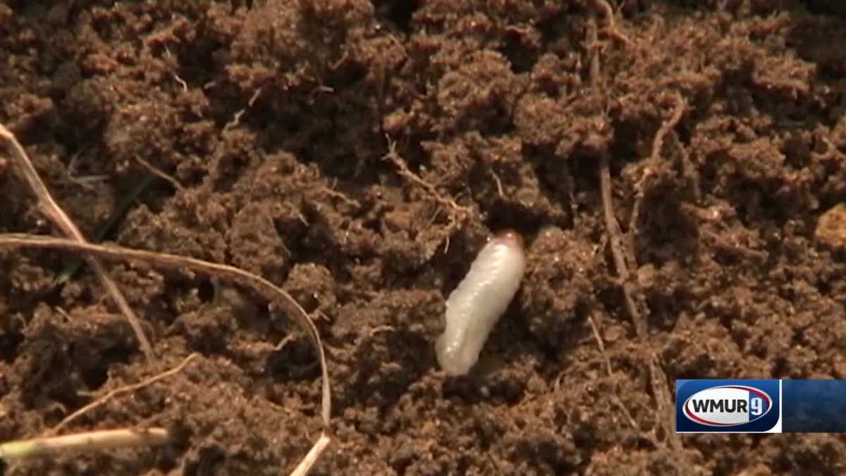 Grow it Green: Dealing with grubs