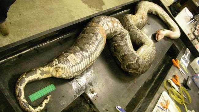 This giant, 15.6-foot python swallowed three deer