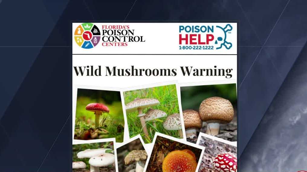 Poison Control issues warning for poisonous mushrooms from Milton