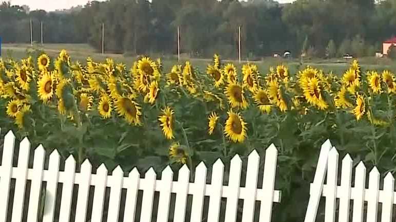 Nelson Produce Farm holds 2nd Sunflower Fest