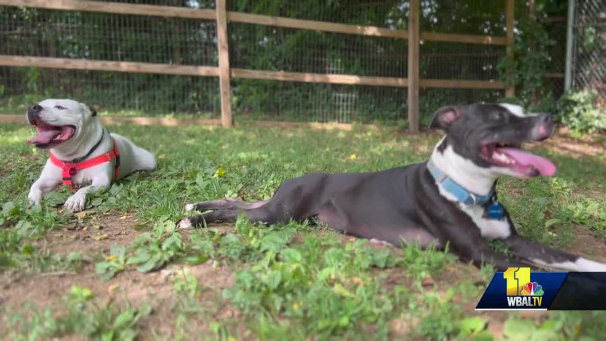Maryland SPCA has a special pair of dogs