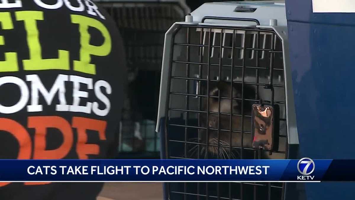 Nearly 100 NHS cats flown to Seattle to find forever homes