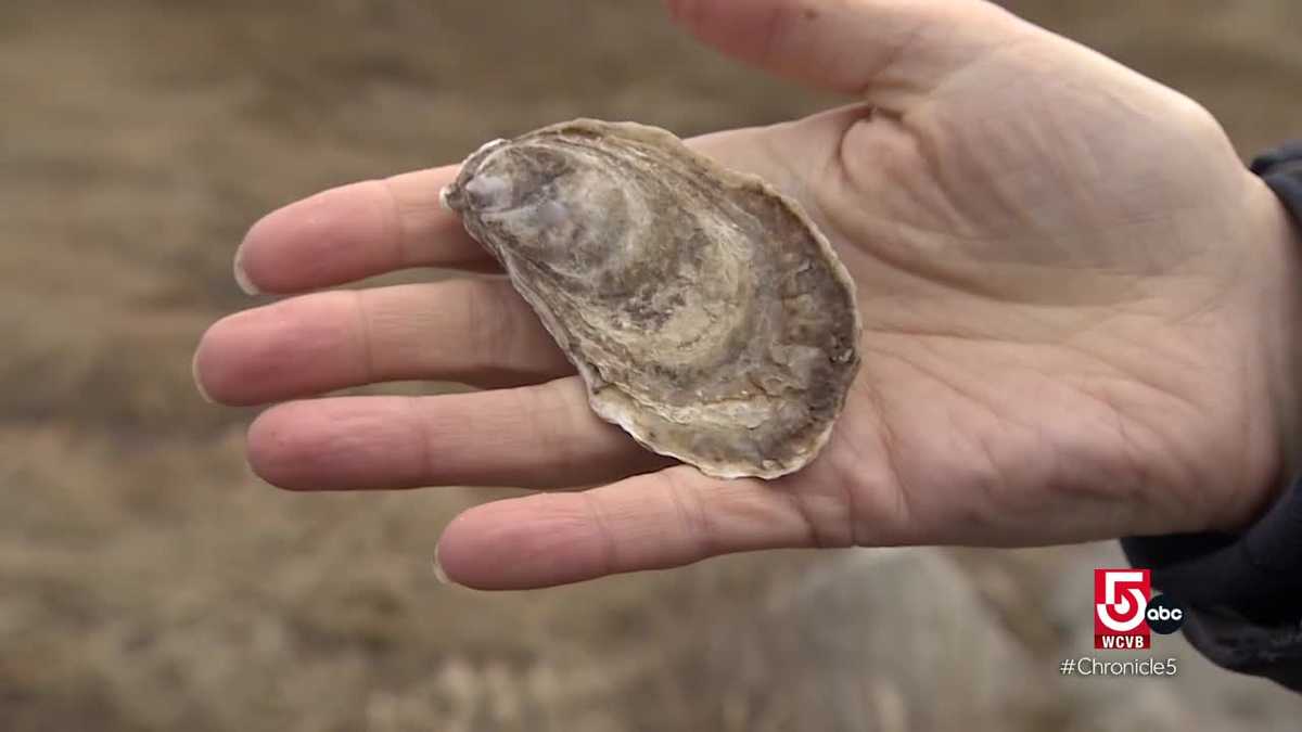 Oyster Stories: Farming mollusks and creating art with shells