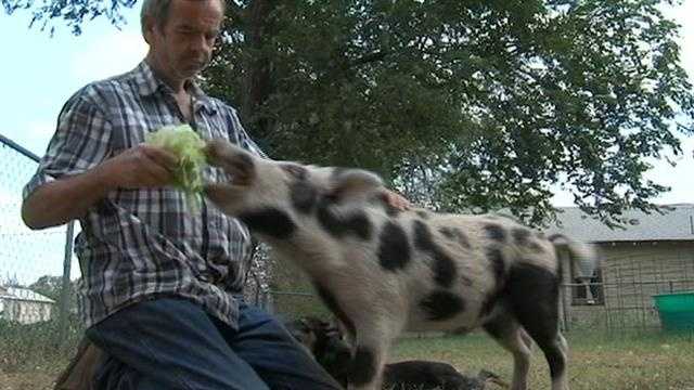 Pig owner vows to keep beloved pet