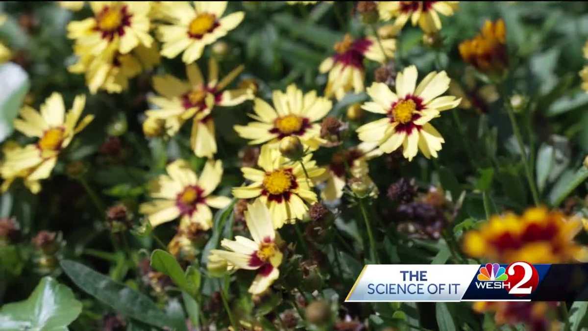 The Science of It: Pollinators