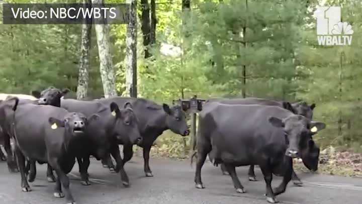Dozens of cows from Massachusetts farm break free