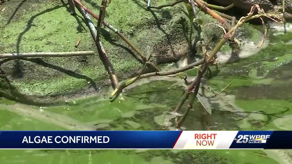 Water samples test positive for algae