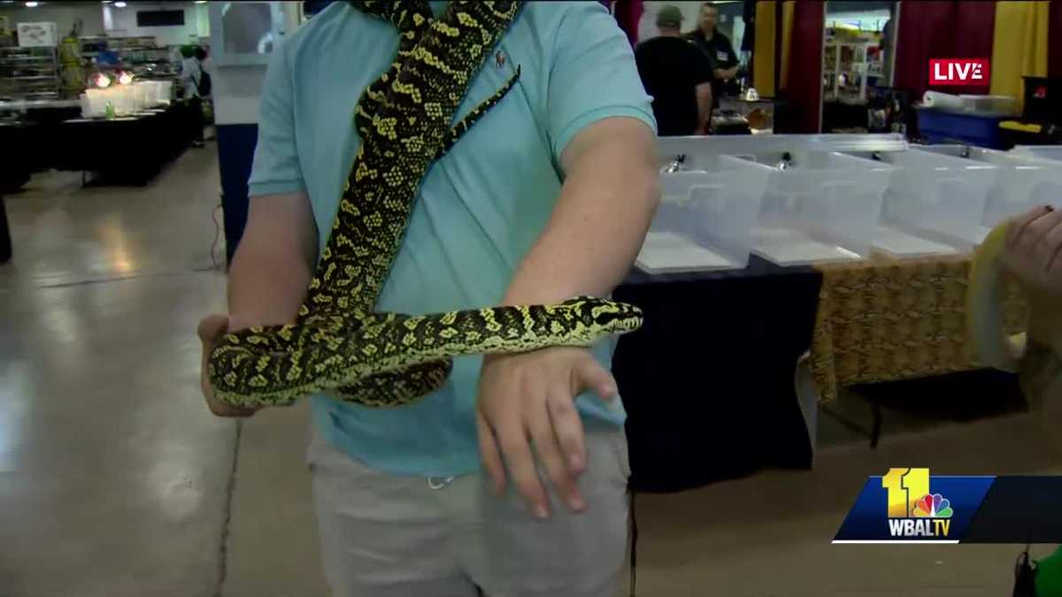 Repticon is in town