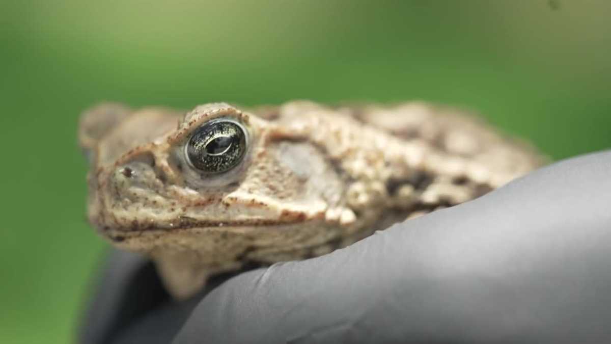 Cane Toad Poisoning Emergency Response Kit aims at lowering pet deaths ...