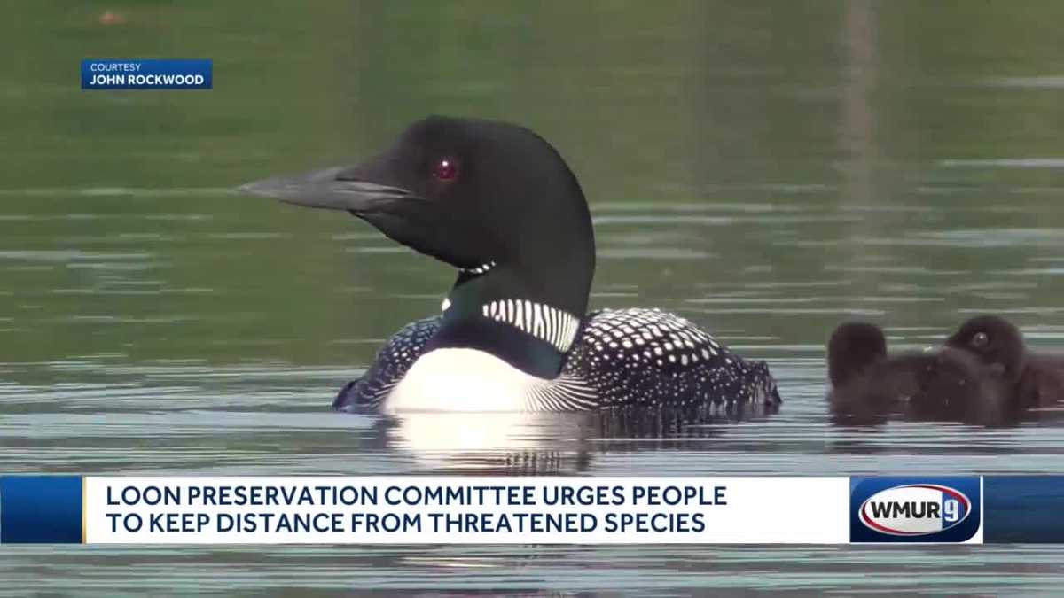 Loon preservation committee urges people to keep distance from ...