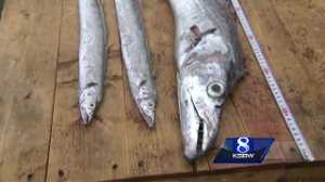 Animal Stories with Dan Green: A Giant Fish Story