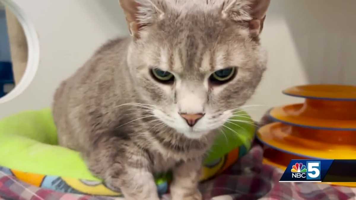 Pet Connection: Nov. 2, 2022