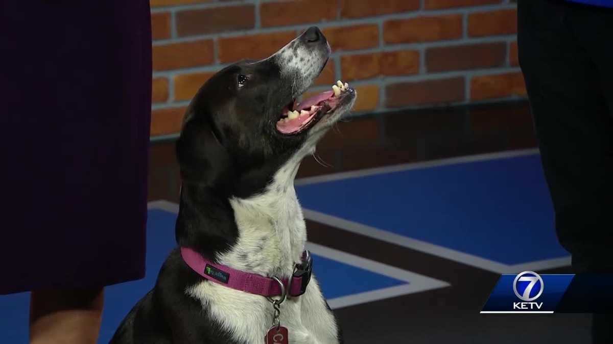 Getting your dog to stay calm around strangers with David Codr