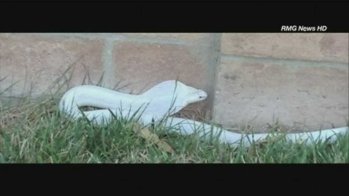 Cobra Caught! Missing snake found in neighborhood