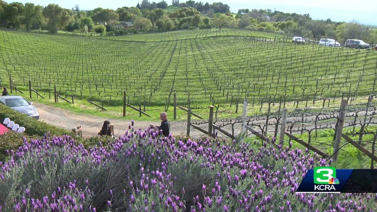 Lincoln winery celebrates bud break, spring