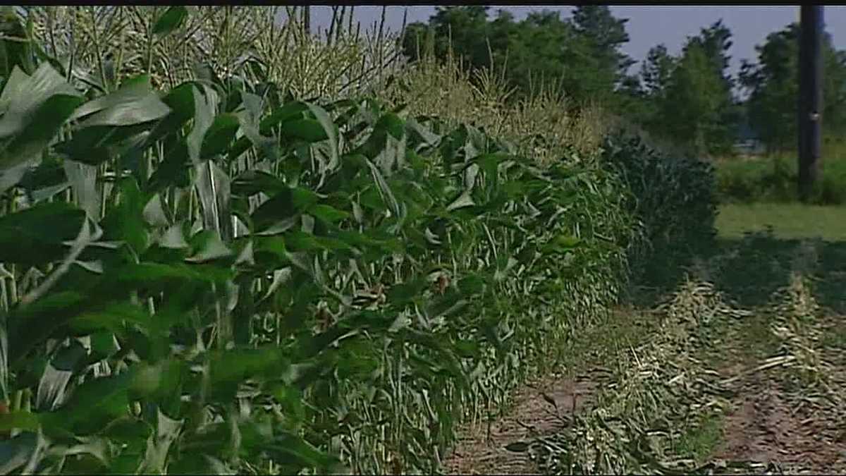 Cold, wet spring puts corn crop behind schedule