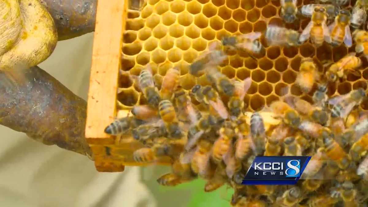 Rescued bees get second chance thanks to watchful workers