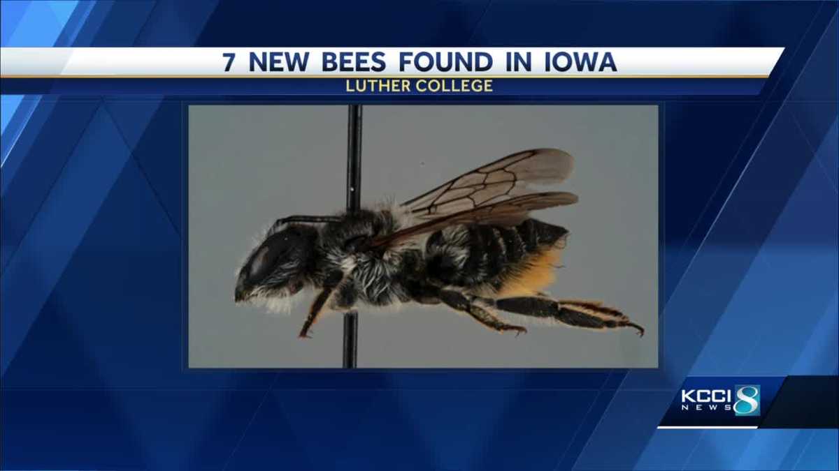 Seven new bee species discovered in Iowa for the first time