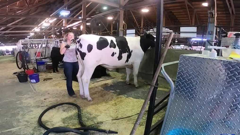 Wisconsin's young farmers compete in livestock competition at State Fair